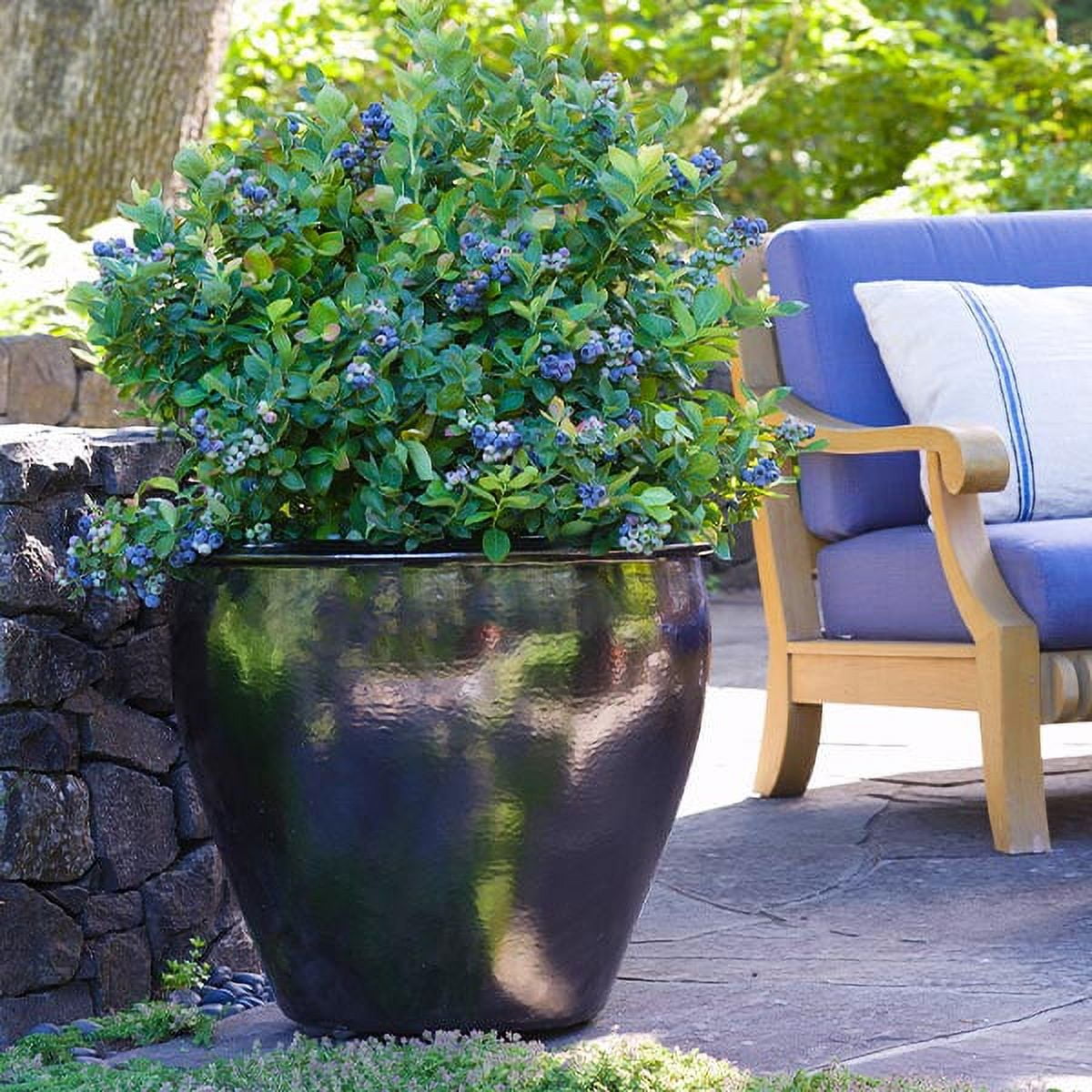 Brighter Blooms - Bushel and Berry Peach Sorbet Blueberry Bush, 2 gal ...