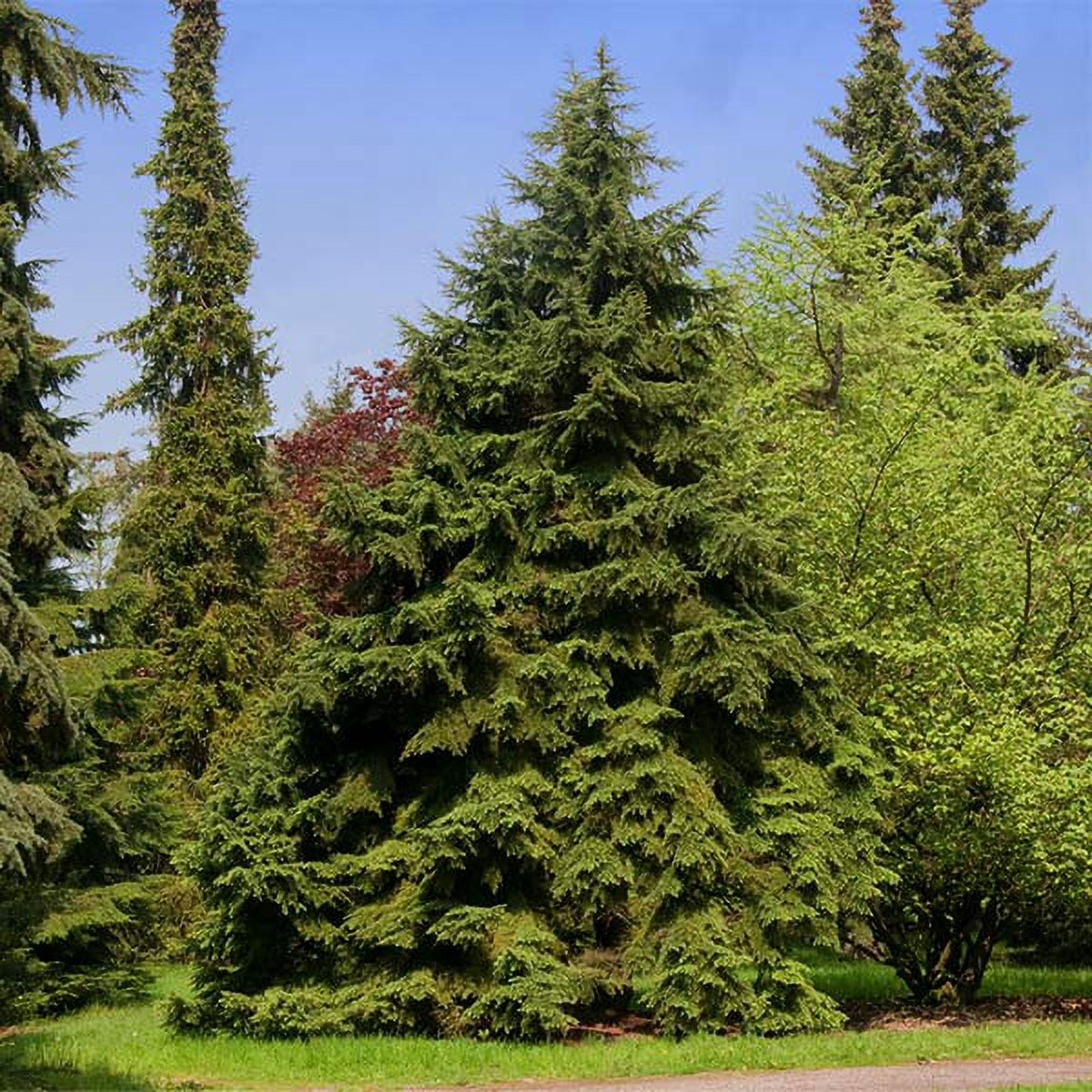 Brighter Blooms - Canadian Hemlock Plant Seeds - Walmart.com