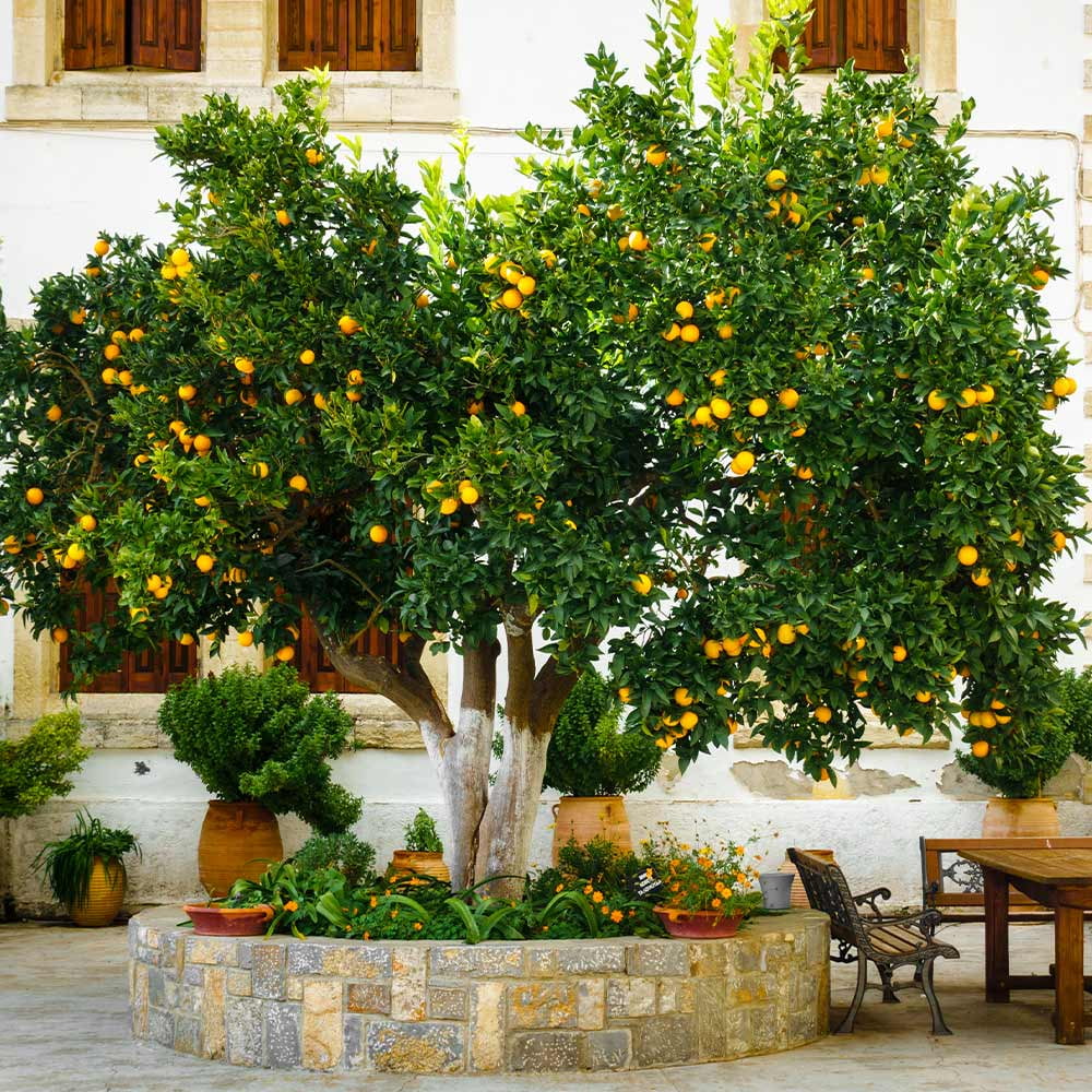 Brighter Blooms - Cara Cara Orange Tree, 3-4 ft. - No Shipping to AK ...