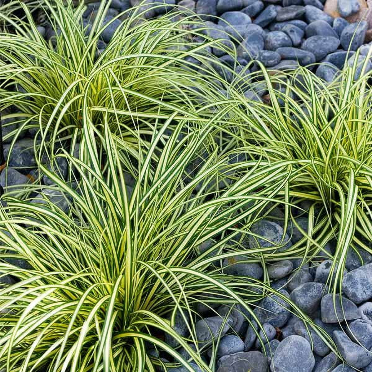 Brighter Blooms Carex Evergold 12" Variegated Japanese Sedge Live ...