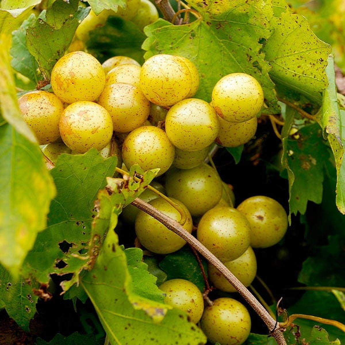 Brighter Blooms Carlos Muscadine Grape Vine Plant in 1 Gallon Pot ...