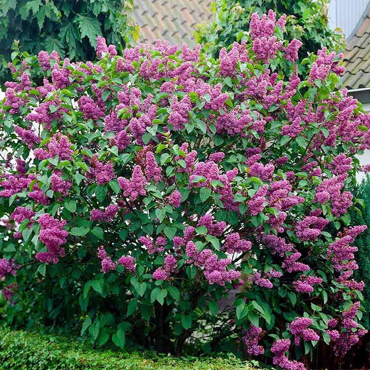 Brighter Blooms - Common Purple Lilac Plant, 2 Gal. - No Shipping To AZ ...