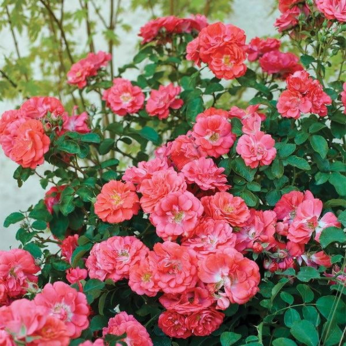 Brighter Blooms - Coral Drift Rose, 3 gal. - No Shipping To AZ ...