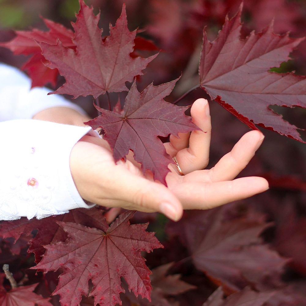 Brighter Blooms - Crimson King Maple Tree, 5-6 ft. - No Shipping To AZ ...