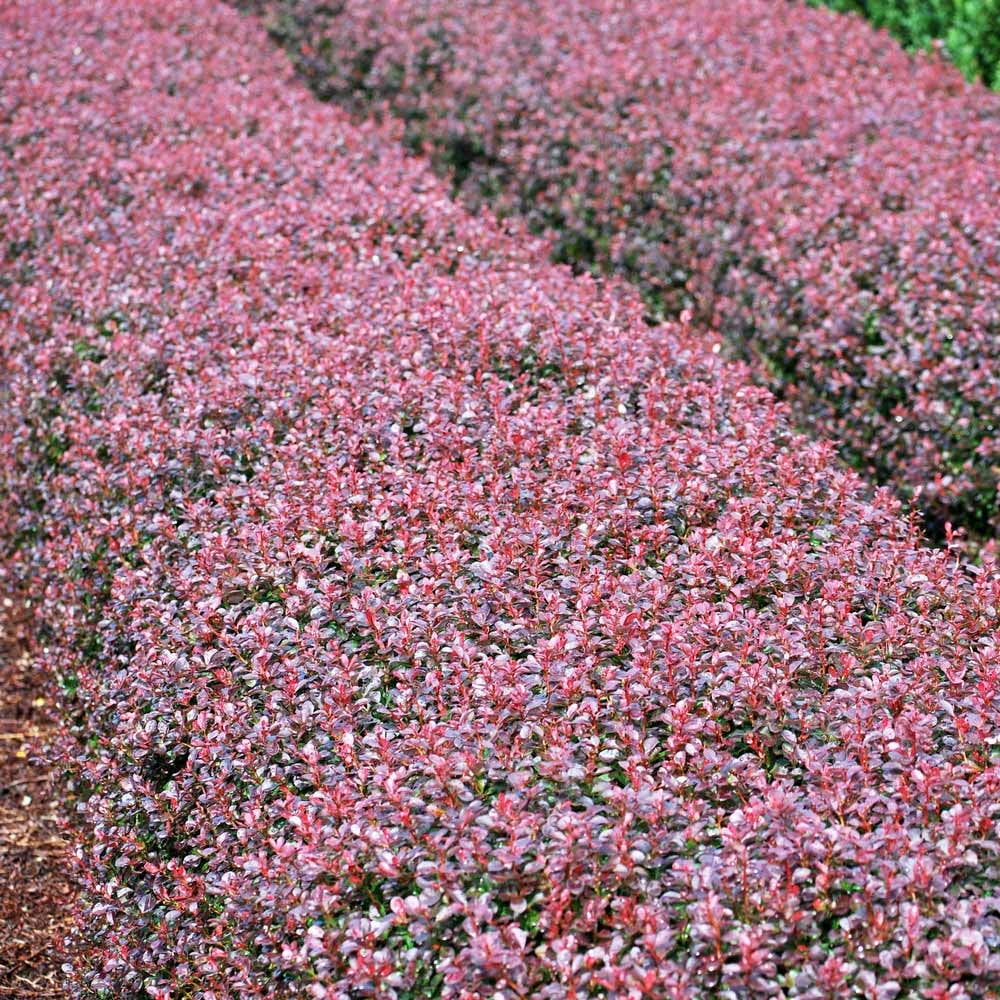 Brighter Blooms - Crimson Pygmy Barberry Shrub, 3 gal - No Shipping to ...