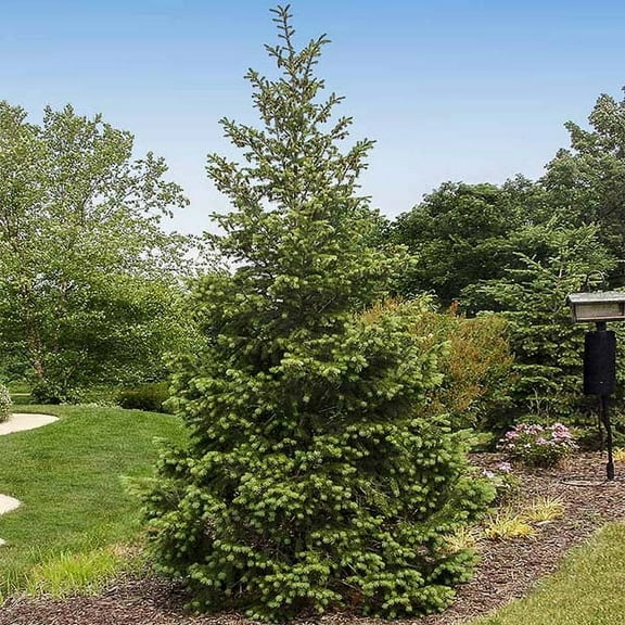 Brighter Blooms - Juniper 'Wichita Blue' Tree, 1-2 ft. - No Shipping to ...