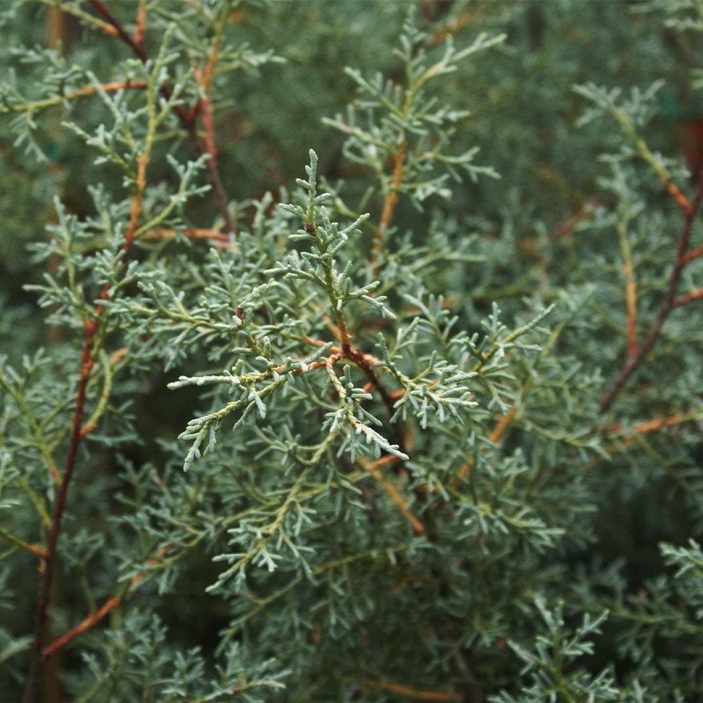 Brighter Blooms Drought-Tolerant Evergreen Live Tree - Walmart.com