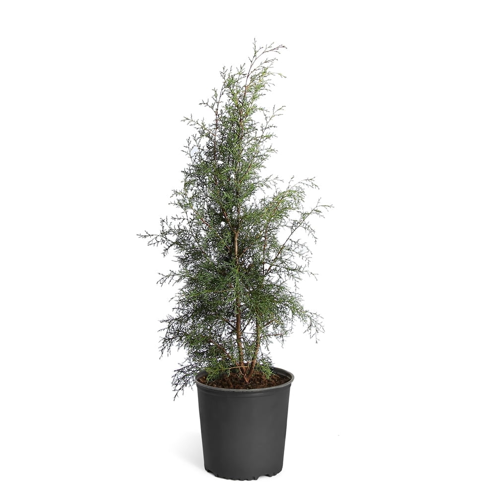 Brighter Blooms - Drought-Tolerant Evergreen Tree, 2-3 ft. - No ...
