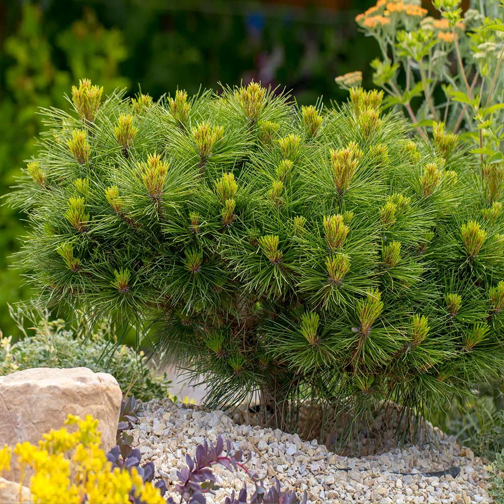 Brighter Blooms - Dwarf Mugo Pine Shrub, 1 gal - No Shipping to AK, AZ ...