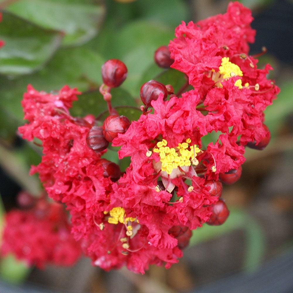 Brighter Blooms - Dynamite Crape Myrtle Tree, 2-3 ft. - No Shipping to ...