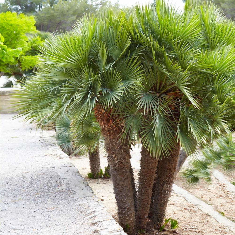 Brighter Blooms - European Fan Palm Tree, 7 gal - No Shipping to AK, AZ ...