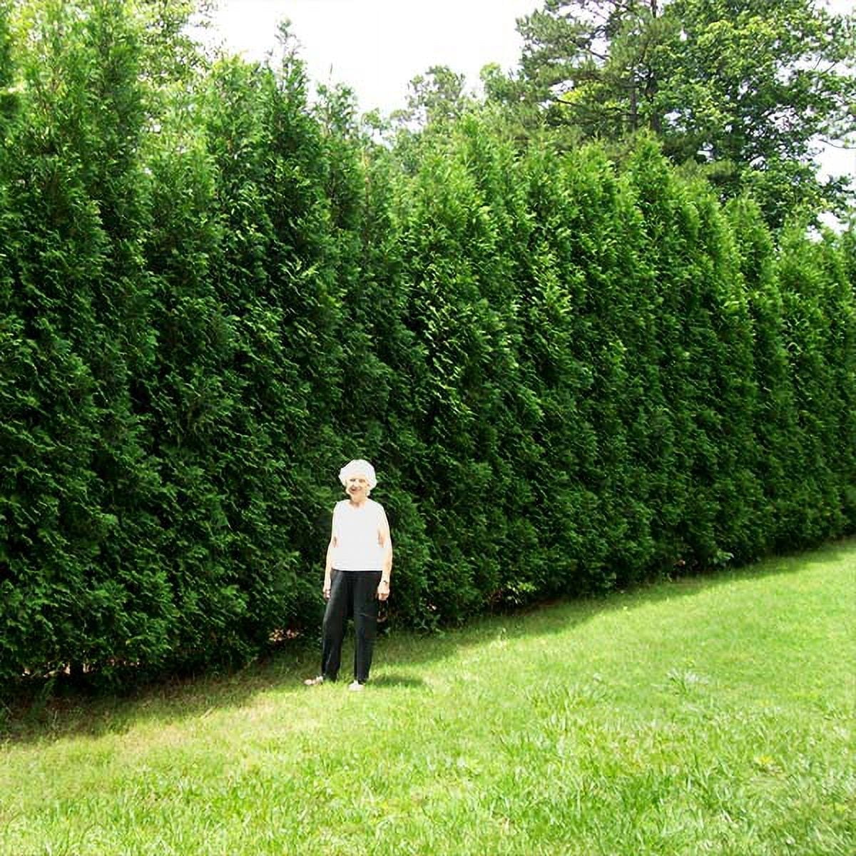 Brighter Blooms - Full Speed A Hedge American Pillar Arborvitae, 1-2 ft ...