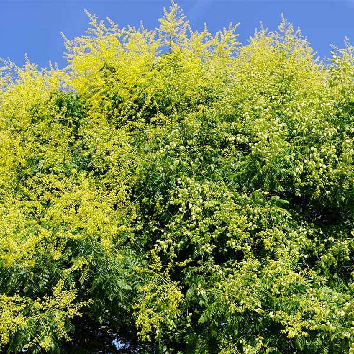 Brighter Blooms Golden Raintree Plant Seeds 6-7 ft - Walmart.com