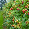 6 barerot plant Joan J Thornless Everbearing Red Raspberry -Huge 2 Yr ...
