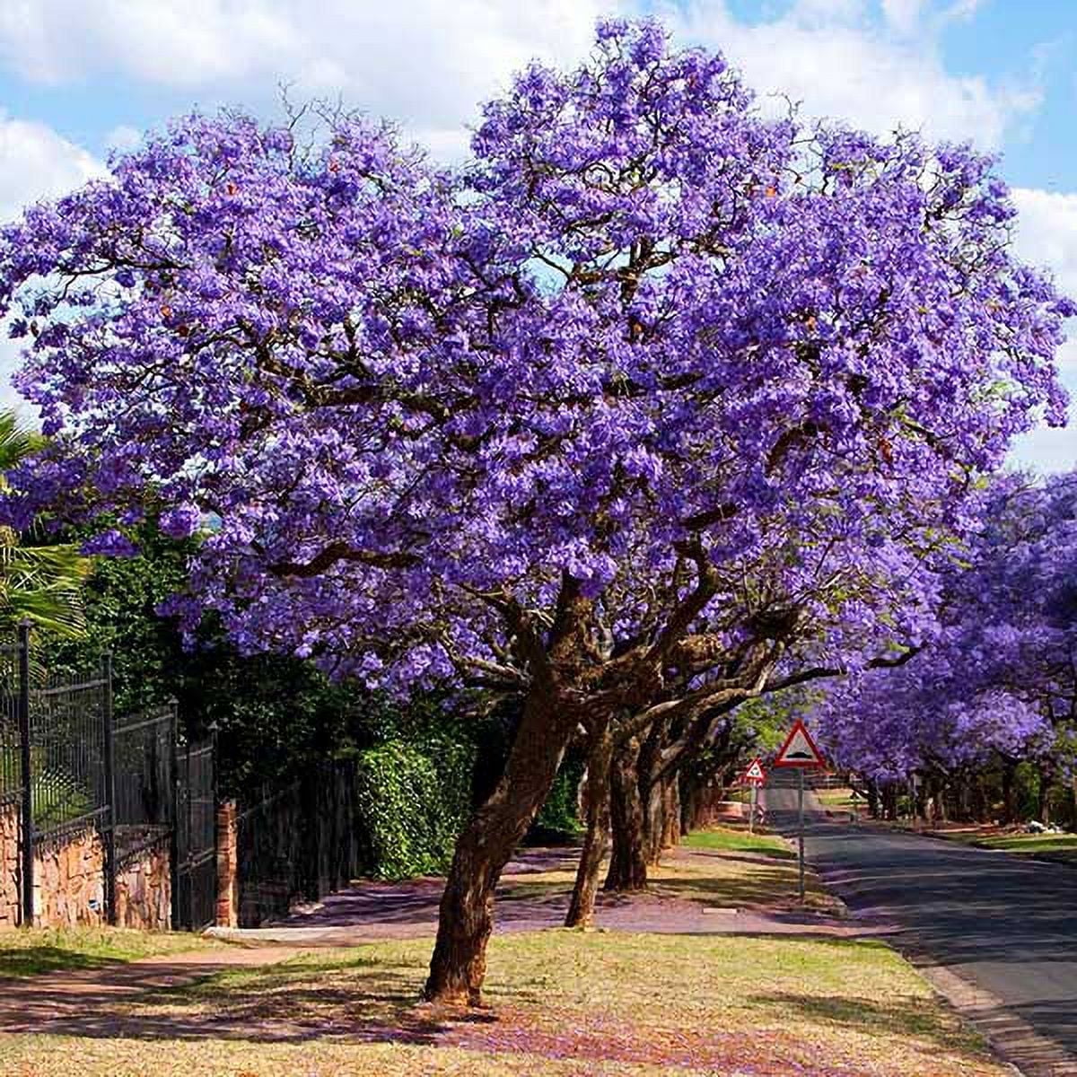 Brighter Blooms - Large Live Outdoor Jacaranda Tree, 1-2 ft. - Not ...