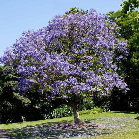 Brighter Blooms - Jacaranda Tree, 4-5 ft. - No Shipping To AK, AZ, HI ...