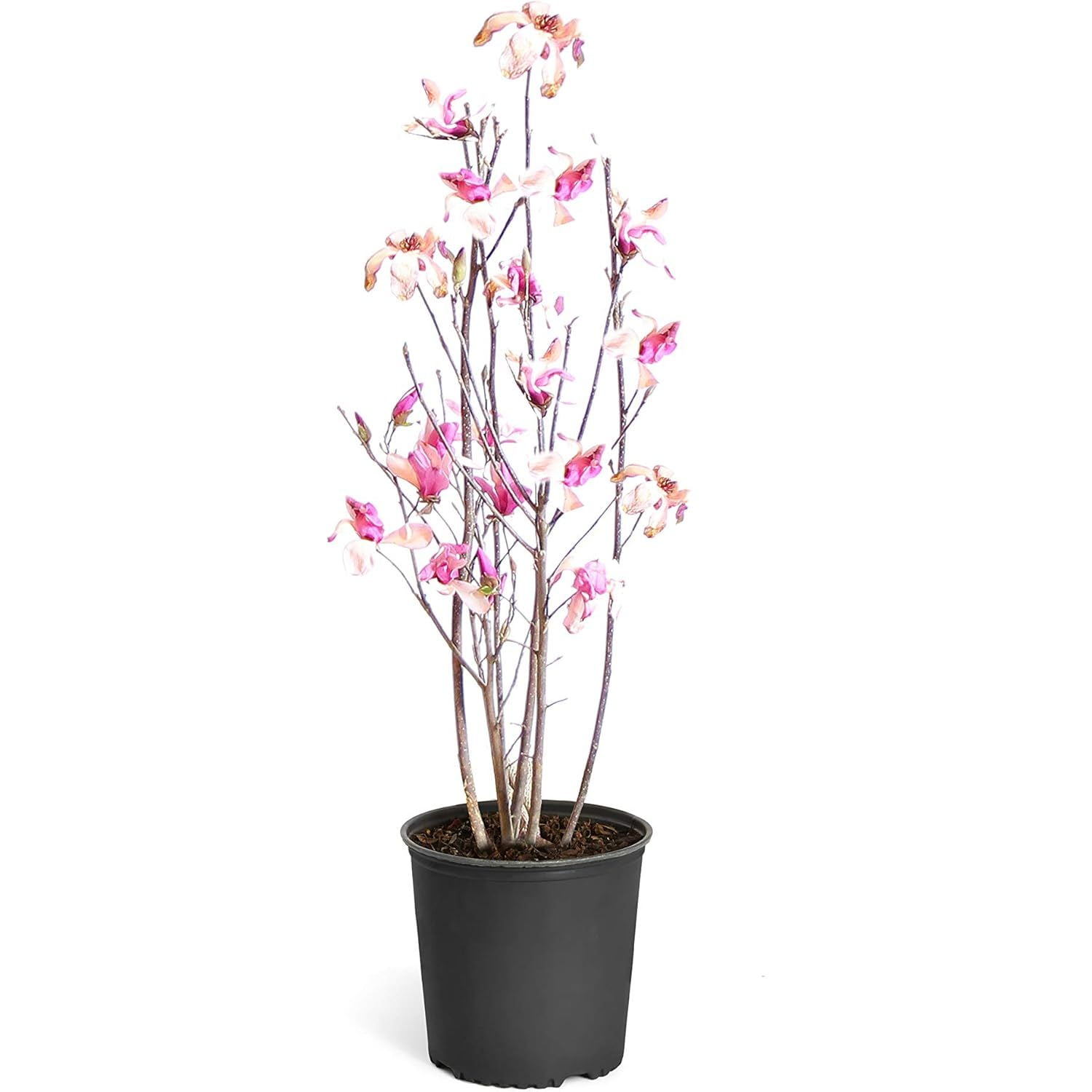 Brighter Blooms - Jane Magnolia Tree, 2-3 Ft. - Incredible Fuchsia ...
