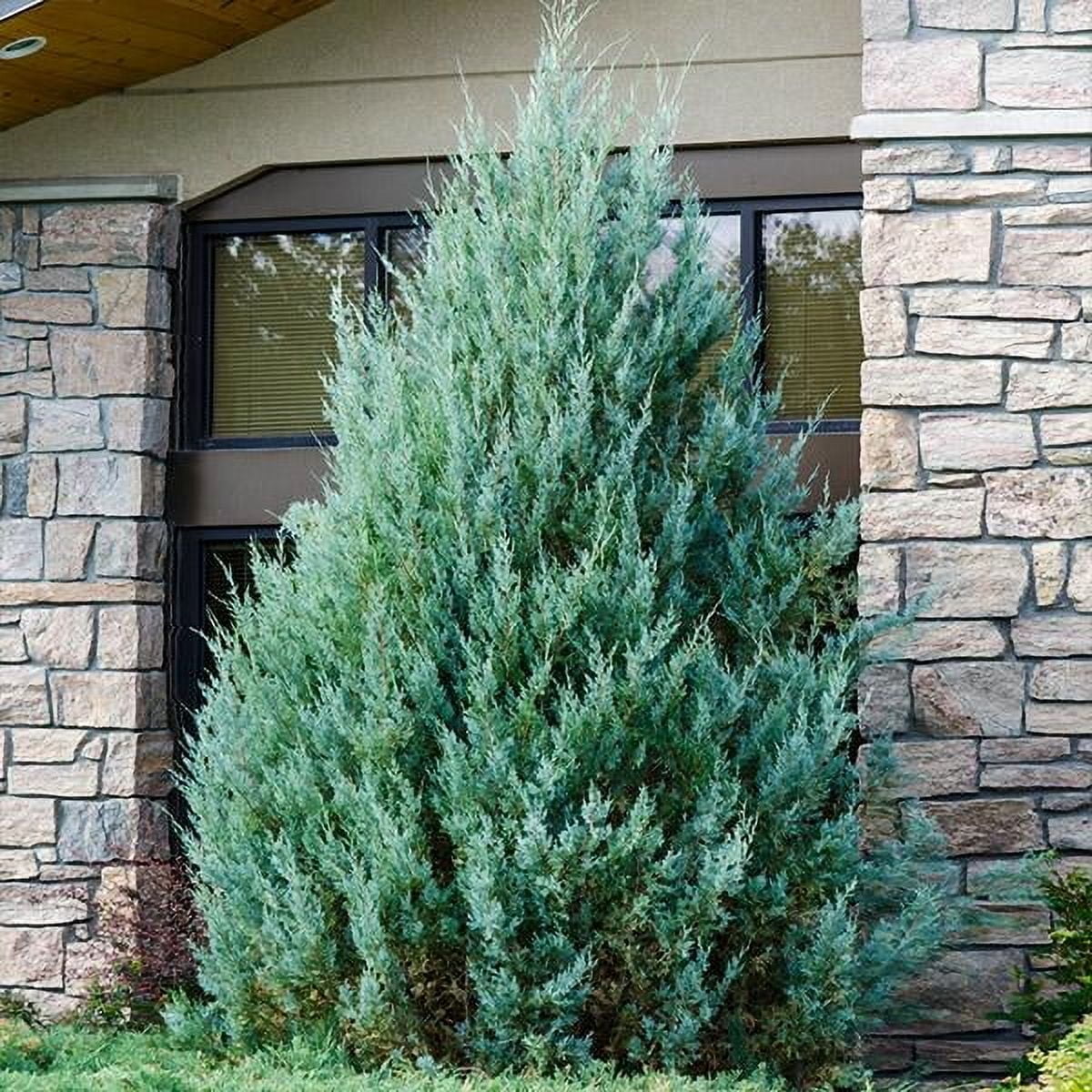 Brighter Blooms - Juniper 'Wichita Blue' Tree, 1-2 ft. - No Shipping To ...