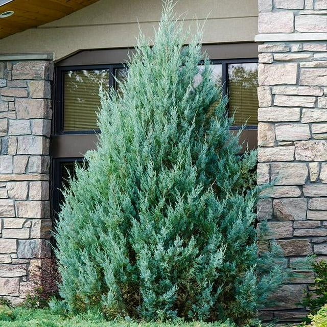 Brighter Blooms - Juniper 'Wichita Blue' Tree, 1-2 ft. - No Shipping To ...