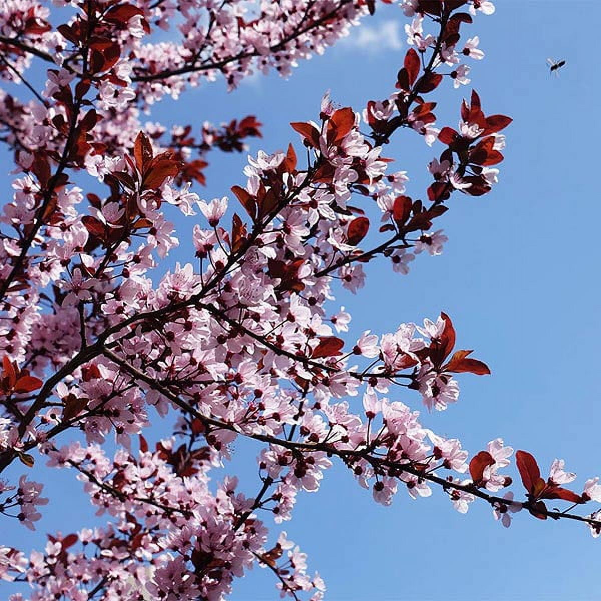 Flowering Plum Tree