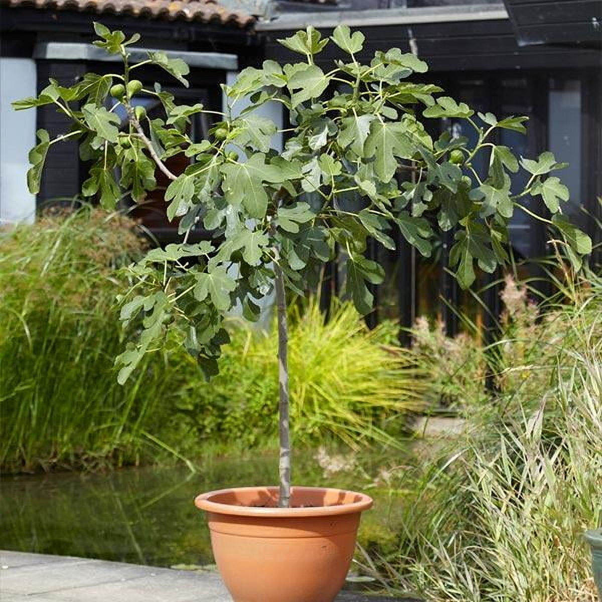 Brighter Blooms - LSU Purple Fig Tree, 2 gal. - No Shipping To AZ,OR ...