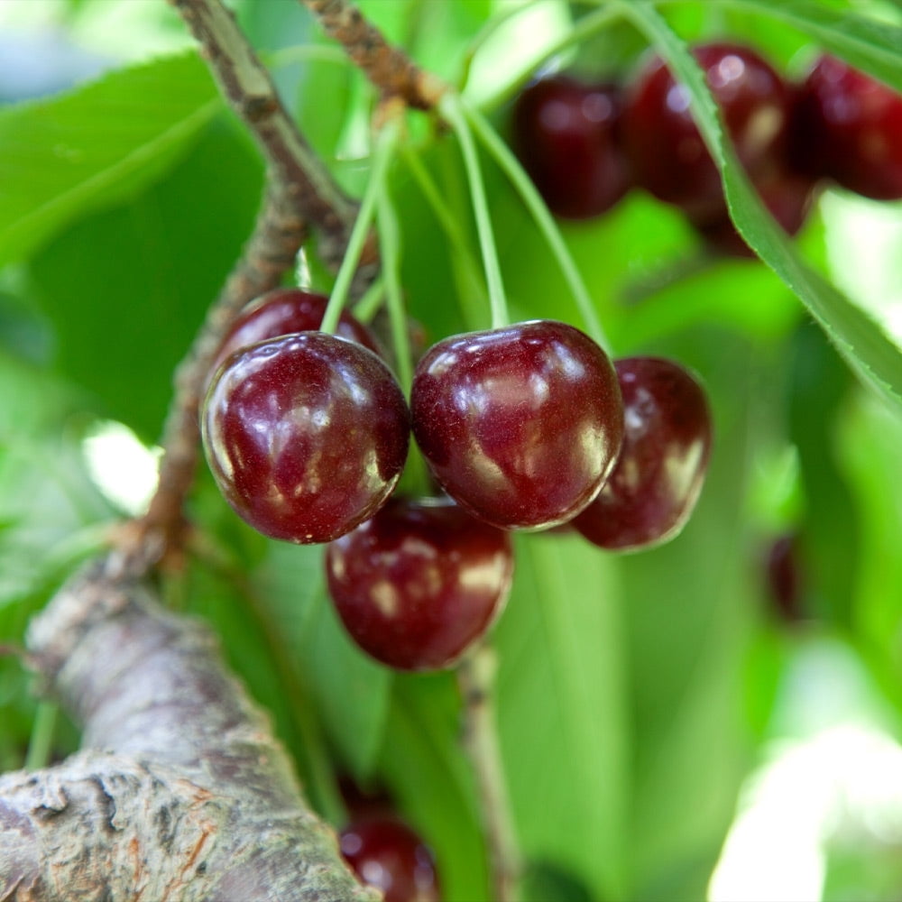 Brighter Blooms - Lapins Cherry Tree, 2-3 ft. - No Shipping to AK, AZ ...