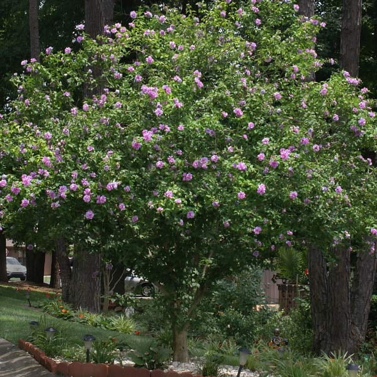 Brighter Blooms - Lavender Rose of Sharon Althea Tree, 4-5 ft. - No ...
