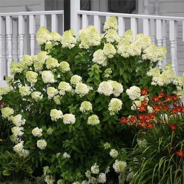 Brighter Blooms - Limelight Hydrangea Shrub, 3 gal. - No Shipping To AZ ...
