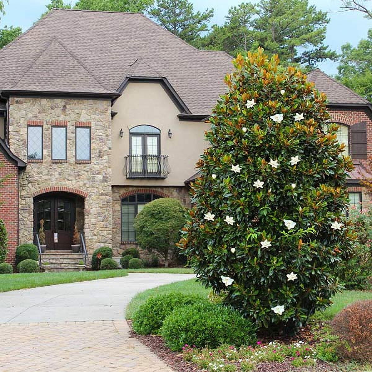 Brighter Blooms - Little Gem Magnolia Tree, 2-3 ft. - No Shipping To AZ ...