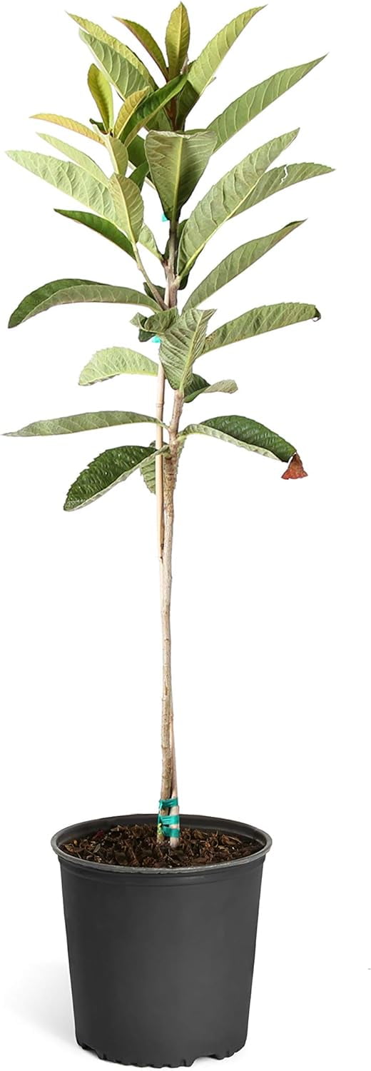 Brighter Blooms - Loquat 'Japanese Plum' Tree, 3-4 ft. - No Shipping To ...