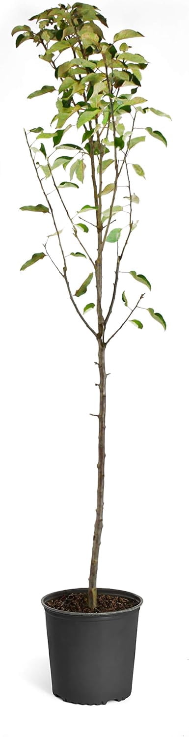 Indoor Apple Tree