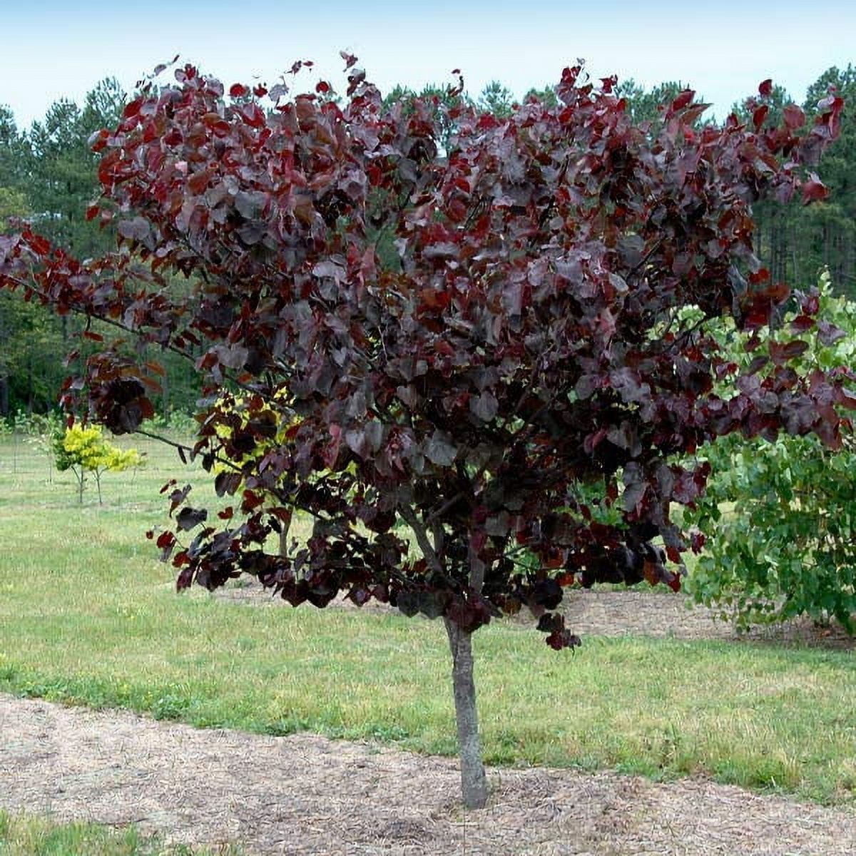 Brighter Blooms - Outdoor Merlot Redbud Plant, 4-5 ft. - No Shipping To ...