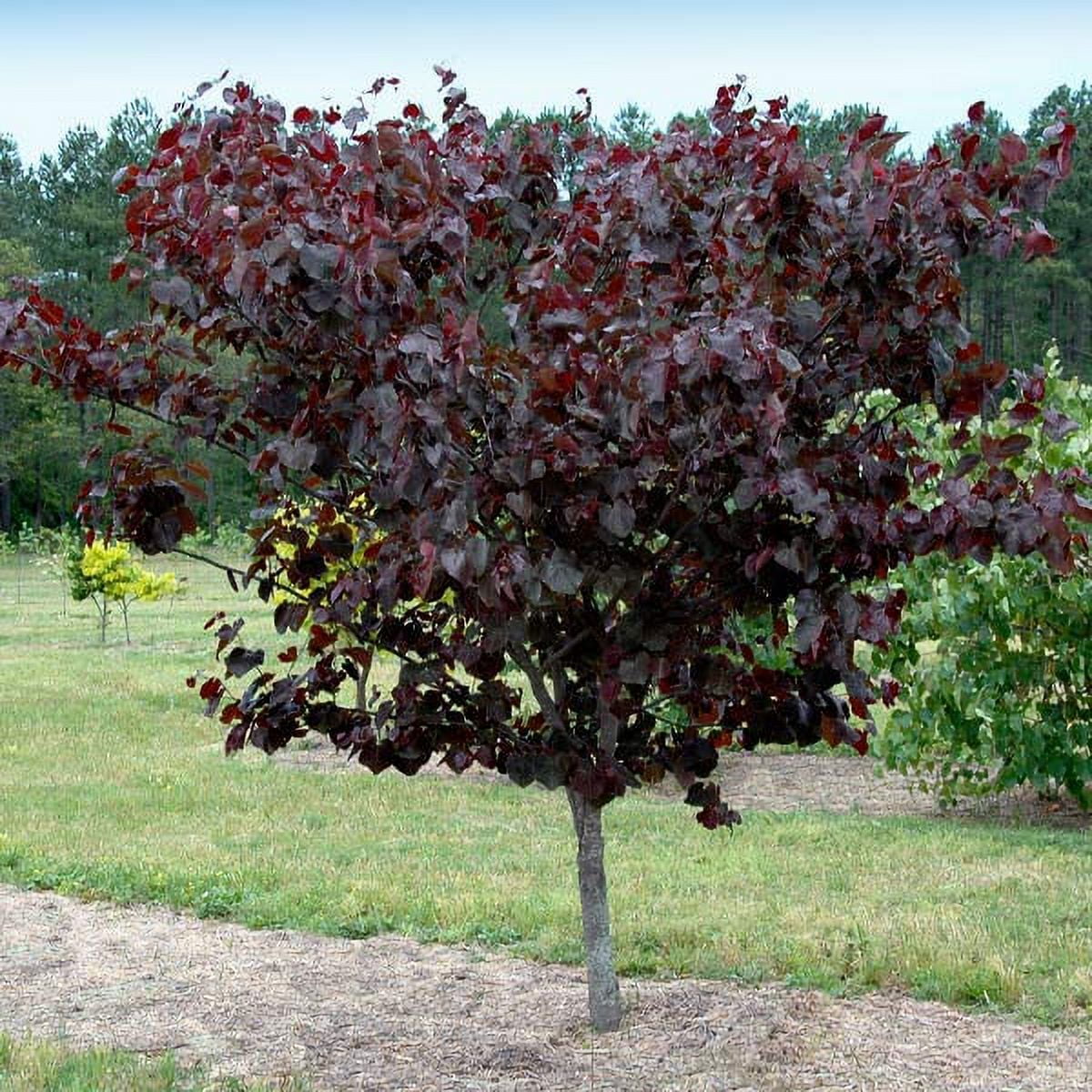 Brighter Blooms - Outdoor Merlot Redbud Plant, 4-5 ft. - No Shipping To ...