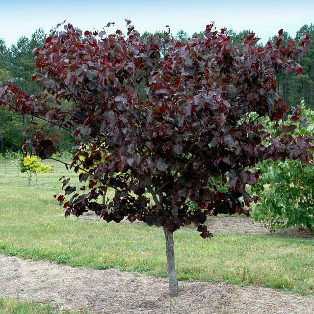 Brighter Blooms - Outdoor Merlot Redbud Plant, 4-5 ft. - No Shipping To ...