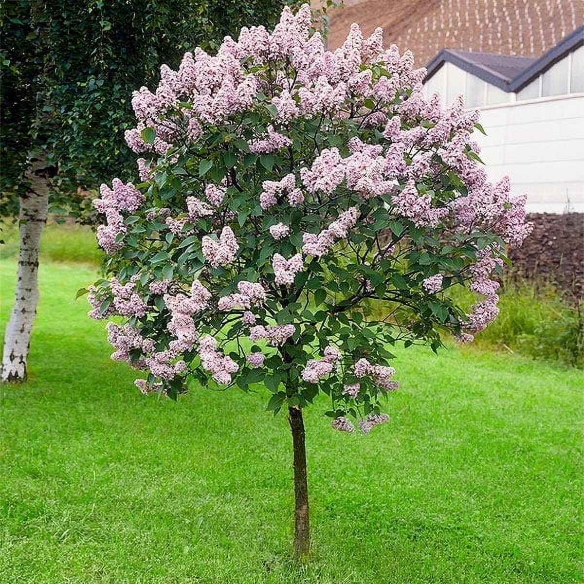 Brighter Blooms - Miss Kim Lilac Tree, 3-4 ft. - No Shipping to AZ ...