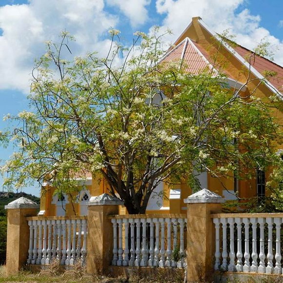 Moringa Tree Plant