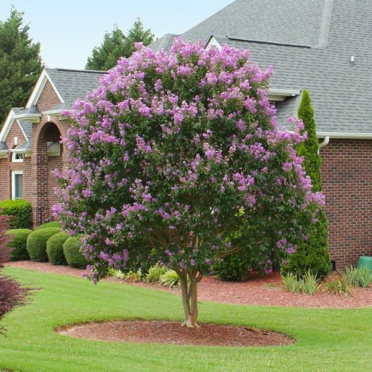 LIVE Muskogee Crape Myrtle Tree - Unique Purple Blooms - Walmart.com