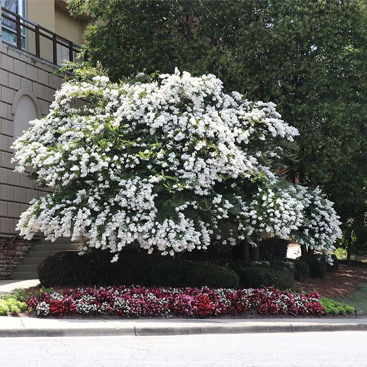 Brighter Blooms Natchez Crape Myrtle BushÔºåOutdoor Fragrant Plant, 3-4 ...
