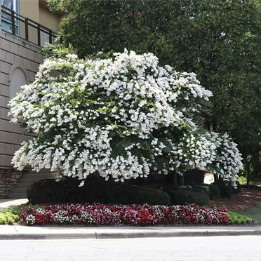 Crape Myrtle Natchez 1 Extra Large 3 Gallon Plant Lagerstroemia Indica ...