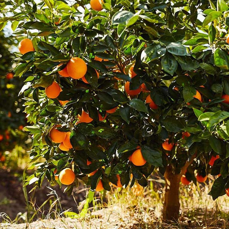 Texas Navel Orange Varieties