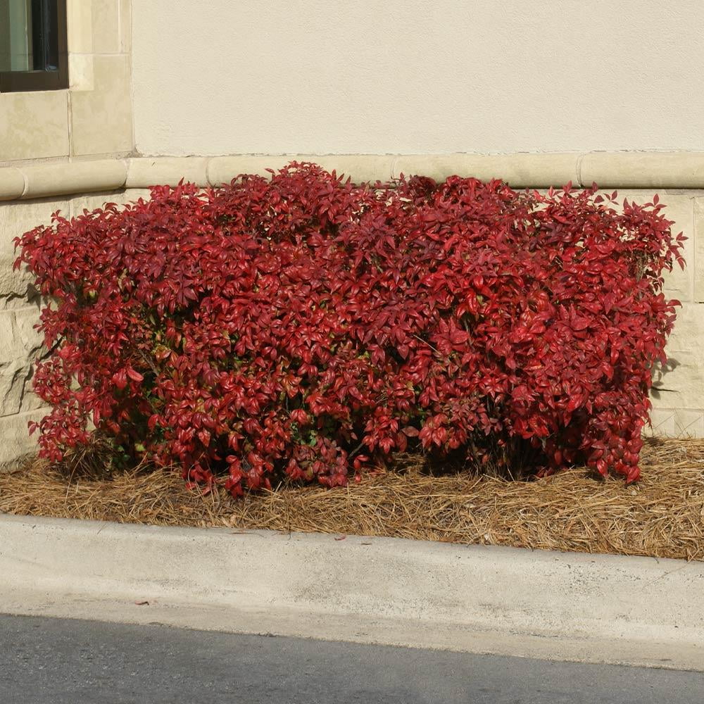 Brighter Blooms - Southern Living® Obsession Nandina Shrub, 3 gal - No ...