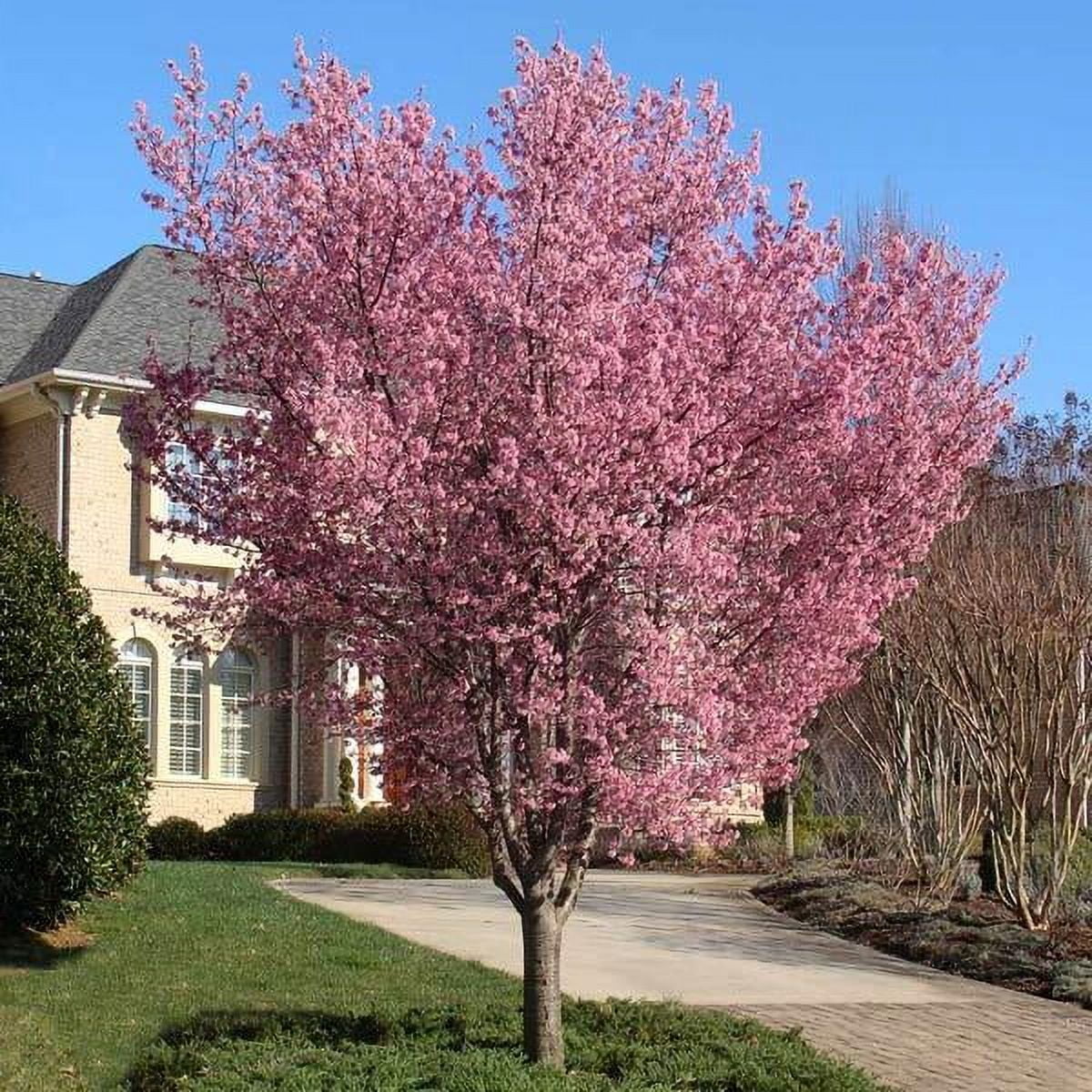 Brighter Blooms - Okame Cherry Tree, 5-6 ft. - No Shipping To AZ,CA,WA ...