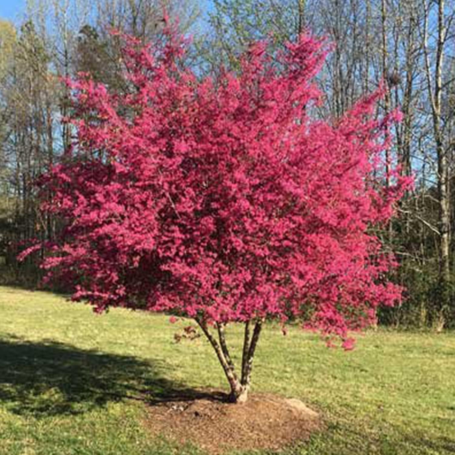 Brighter Blooms - Oklahoma Redbud, 4-5 ft. - No Shipping To AZ,OR - Walmart.com