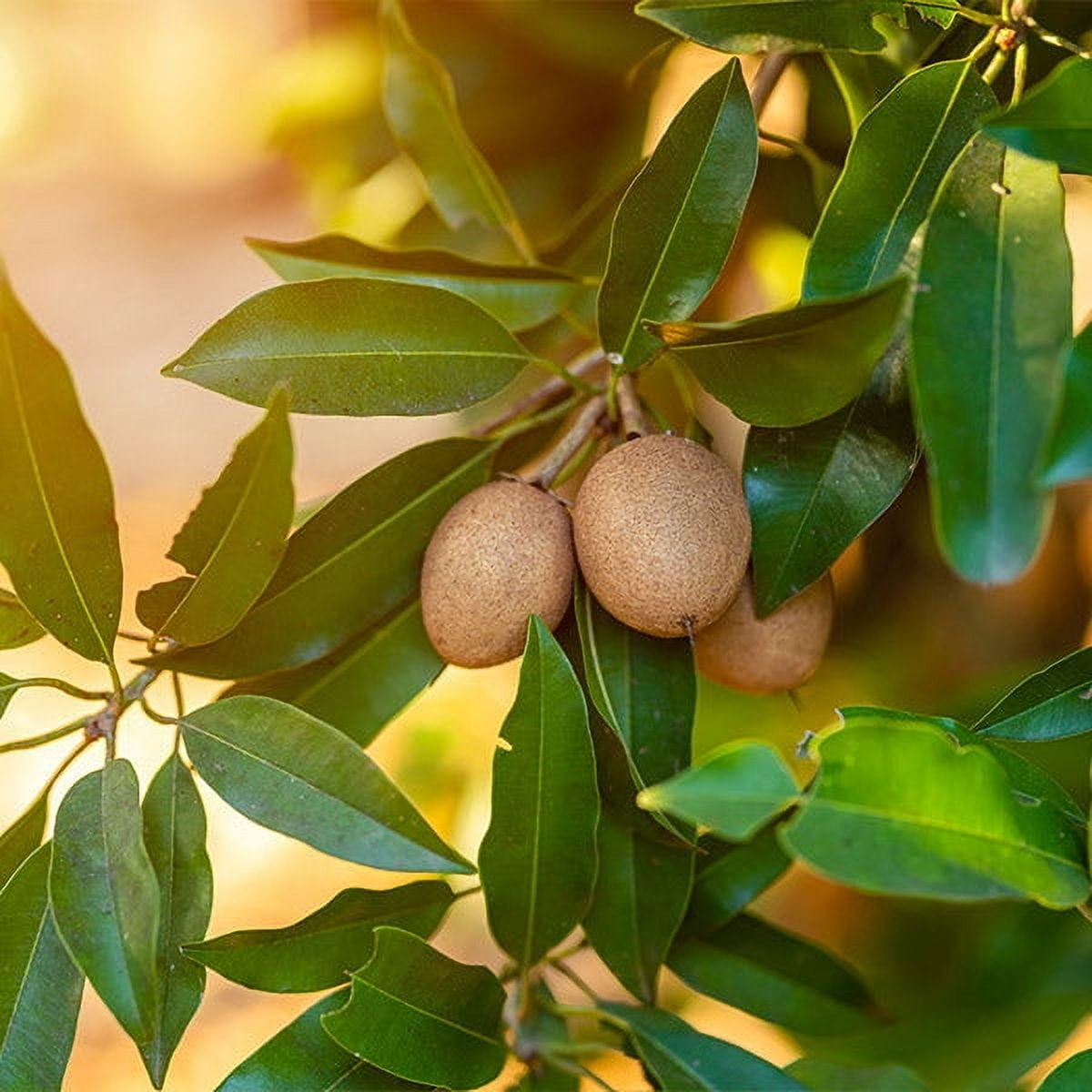 Brighter Blooms Plant Seeds 1 Sapodilla Tree Plant Seeds, Attractive Oval Fruit, Glossy Green ...