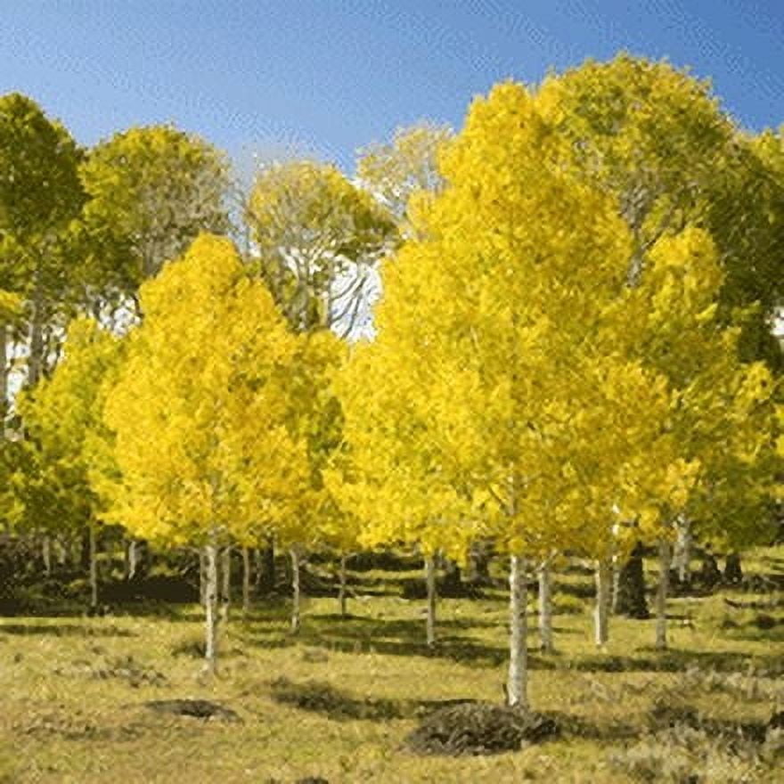 Brighter Blooms 5-6 ft. Quaking Aspen Tree - Fast-Growing & Cold Hardy ...