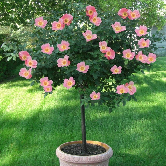 Brighter Blooms - Rainbow Knock Out Rose Tree, 2-3 ft. - No Shipping To ...