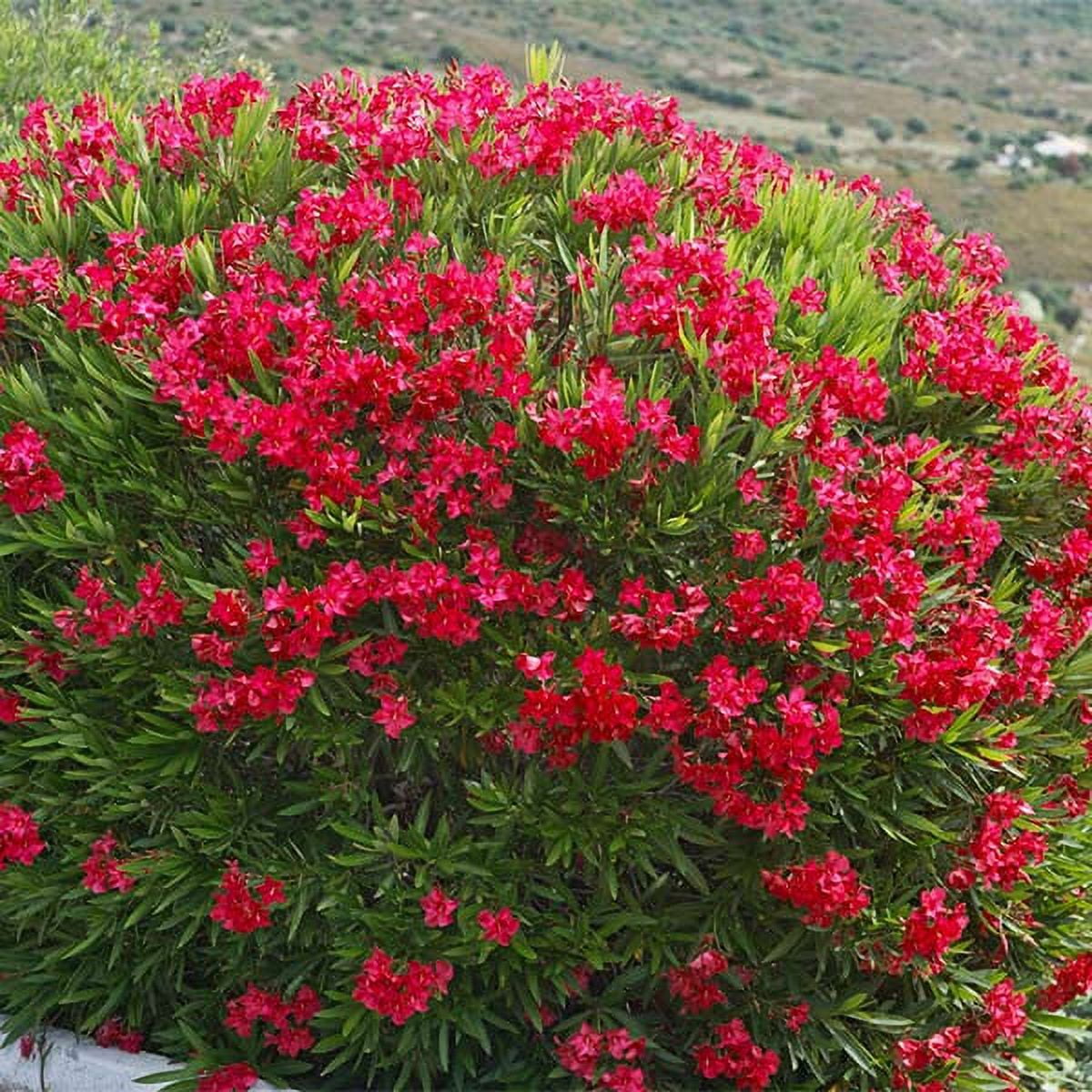 Brighter Blooms Red Oleander Live Plants - Walmart.com