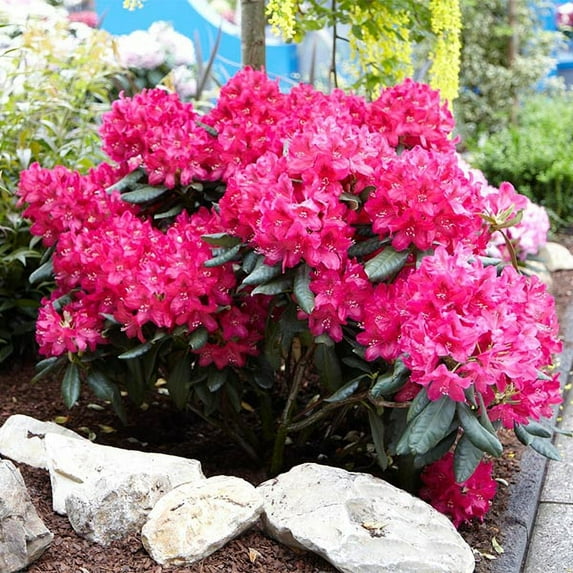 Brighter Blooms - Heat Tolerant Red Rhododendron Live Plant, Flowering ...