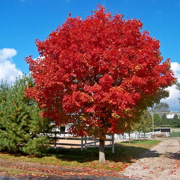 Brighter Blooms - Red Sunset® Maple Tree, 6-7 ft. - No Shipping to AK ...