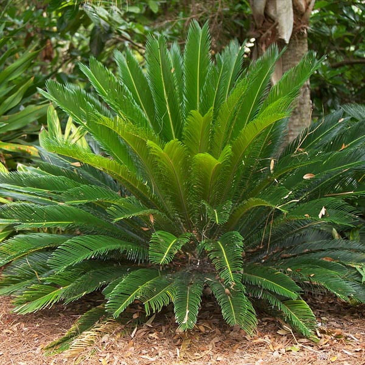 Brighter Blooms Sago Palm Tree Plant Seeds, Low-Maintenance, Year-Round ...